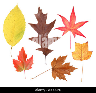 Background of the autumn maple leaves Stock Photo - Alamy