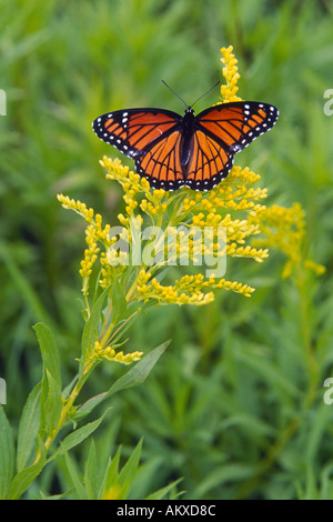 A Monarch Butterfly rests on a mustard plant Colorado Stock Photo - Alamy