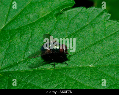 Goldfliege, Lucilia sericata, Green Bottle Fly - Detailed Microscope ...