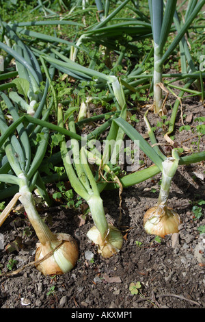 onions growing on the allotment in june in burgess hill Stock Photo - Alamy