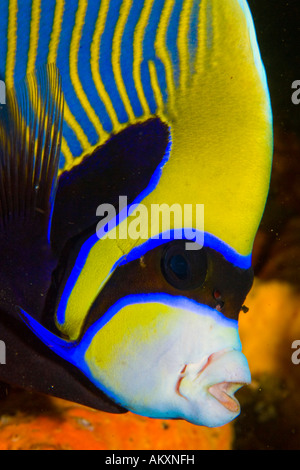 Emperor Angelfish detail Pomacanthus imperator Yap Micronesia Pacific ...