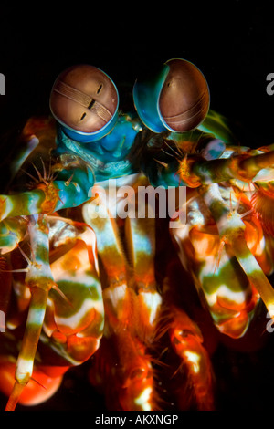 Mantis shrimp (Gonodactylus sp.) on a reef. Mantis shrimp are marine ...