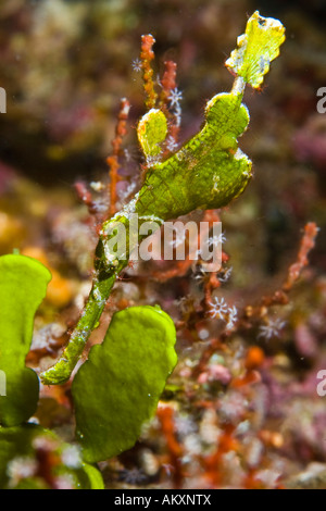 Halimeda ghost pipefish - Solenostomus halimeda Stock Photo - Alamy