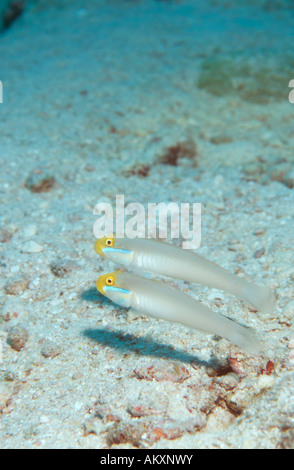 Blueband goby (Valenciennea strigata). Tropical fish Stock Photo - Alamy