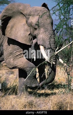 African Elephant (loxodonta africana) stripping bark off a fever tree ...