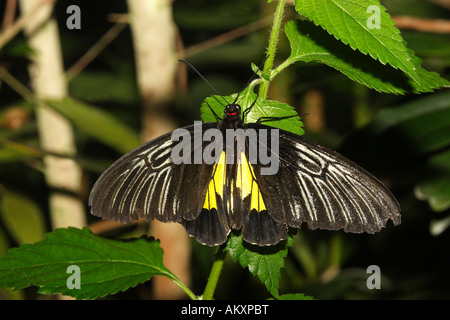 Common Birdwing Butterflies, Troides helena cerberus, Papilionidae ...