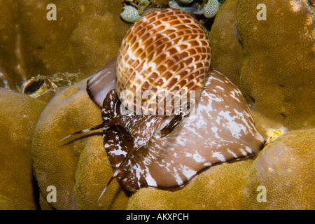Partridge Tun Snail, Tonna perdix, Marsa Alam, Red Sea, Egypt Stock ...