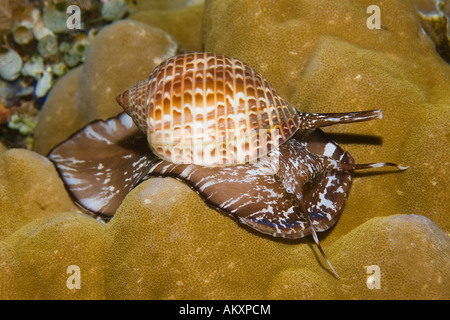 Partridge Tun Snail, Tonna perdix, Marsa Alam, Red Sea, Egypt Stock ...