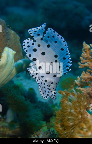 The humpback grouper (Cromileptes altivelis) is a perch of the family ...