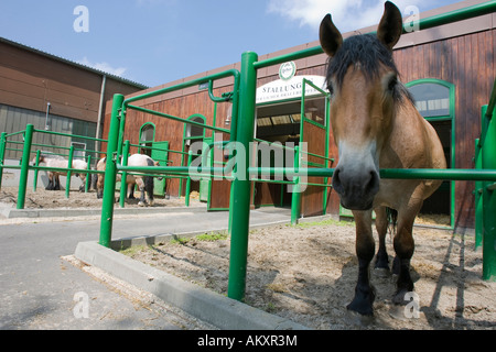 Brewery horse of the Licher brewery, Lich, Germany Stock Photo - Alamy