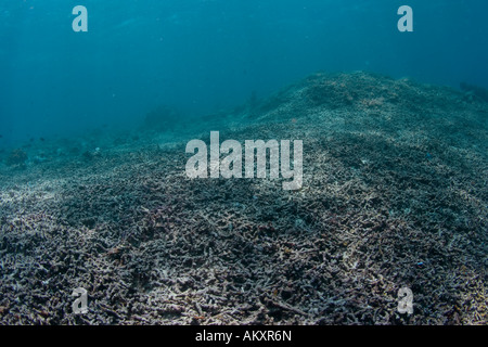A coral reef destroyed by storm, Indonesia Stock Photo - Alamy