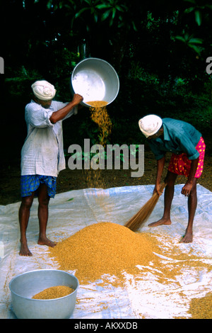 Kerala India Men Winnowing Rice Stock Photo - Alamy