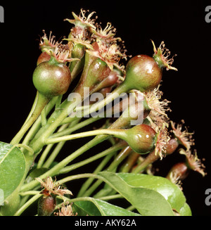 pear midge (Contarinia pyrivora) fruitlet with external signs of attack ...