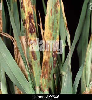 Barley leaf blotch or leaf scald (Rhynchosporium secalis) lesions on ...