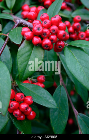 Cotoneaster Hybridus Pendulus berries in Autumn Stock Photo - Alamy