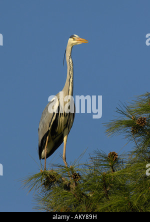 Graureiher, (Ardea Cinerea ), Grey Heron, auf Nahrungssuche Stock Photo ...