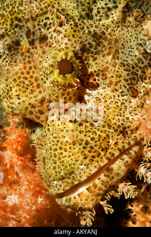 Tassled scorpionfish (Scorpaenopsis oxycephala) in night diving. Red ...
