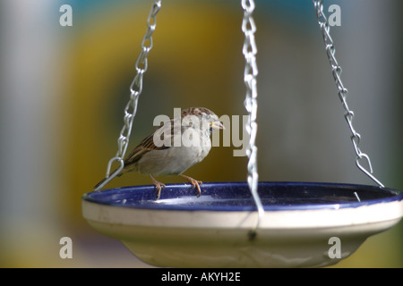 Female House sparrow on a suspended water dish Passer domesticus Stock ...