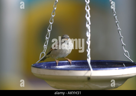 Female House sparrow on a suspended water dish Passer domesticus Stock ...