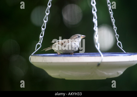 Female House sparrow on a suspended water dish Passer domesticus Stock ...