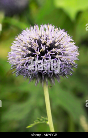 Echinops bannaticus globe thistle ‘Taplow Blue’ in flower Stock Photo ...