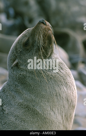 Cape fur seals, in one of the largest colonies of its kind, rest along ...