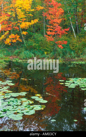 Reflection of autumn trees in a pond and ducks Stock Photo - Alamy