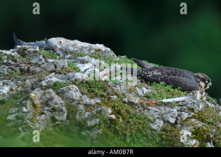 Peregrine falcons (Falco peregrinus), fledglings Stock Photo - Alamy