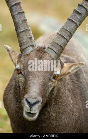 Alpine ibex, Capra ibex, front view, half portrait, camouflage Stock ...