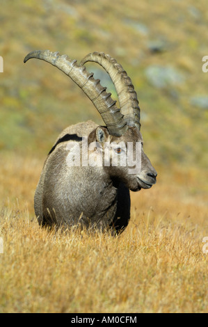 Steinbock, Alpensteinbock, Capra ibex, Ziegen, Säugetier, Tier, Natur ...