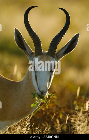 Springbok antelopes (Antidorcas marsupialis) in natural habitat, Etosha ...