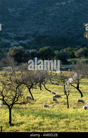 Lambs Selva Tramuntana Mallorca Majorca Spain Europe Mediterranean ...