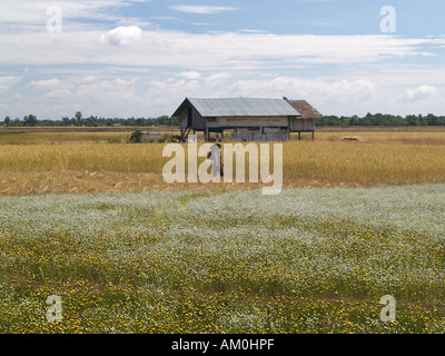 Fields of joy Stock Photo - Alamy