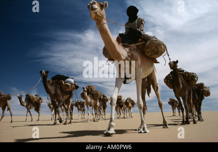 Niger, Sahara, camels caravan carrying the salt of Fachi and Bilma to ...
