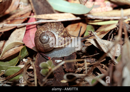 Brown Garden Snail / Gardensnail - Helix aspersa-Member of the Phylum ...