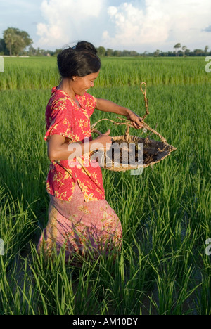 Farmer putting natural fertilizer on his rice field, Takeo Province ...