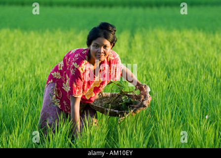 Farmers people weeding in a rice field on the island of Sumba ...