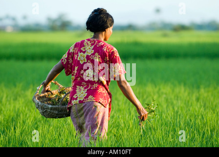 Farmers people weeding in a rice field on the island of Sumba ...