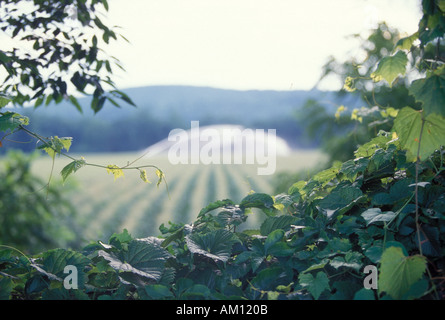 Field of Crops being watered with an irrigation machine Stock Photo - Alamy