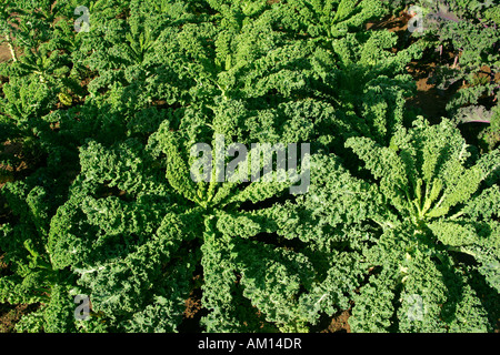 Green kale - borecole - cabbage - vegetable (Brassica oleracea var ...