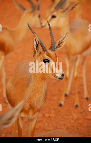 Gazelle, Sebha, Libya Stock Photo - Alamy