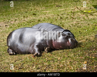 West African Pygmy hippopotamus (Hexaprotodon liberiensis, Choeropsis ...