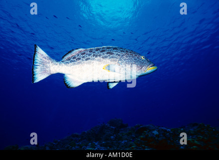 Yellowfin Grouper (Mycteroperca venenosa Stock Photo - Alamy
