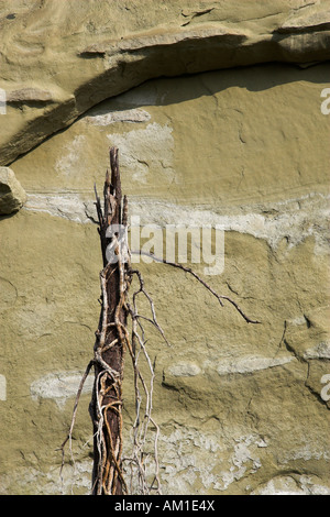 Detail of Molasse rocks at the Ueberlinger steep coast, Lake Constance ...