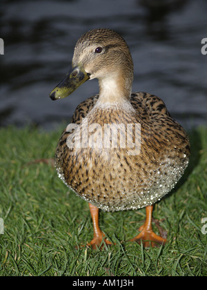 A female Mallard, Anas platyrhynchos showing its purple speculum in ...