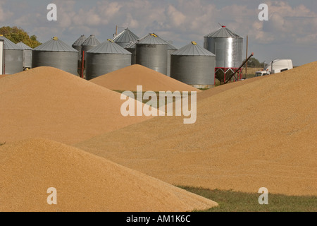 Piles of grain in the yard at a grain processing and storage plant ...