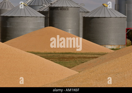 Piles of grain in the yard at a grain processing and storage plant ...