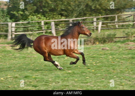Pferd im Galopp / running horse Stock Photo - Alamy