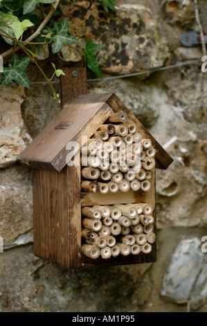 Close-up of insect on wood Stock Photo - Alamy