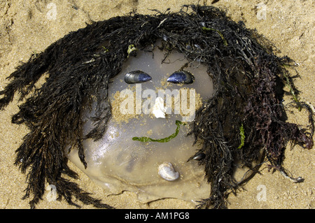 jellyfish face mussel shells beach art creative smile seaweed nature ...